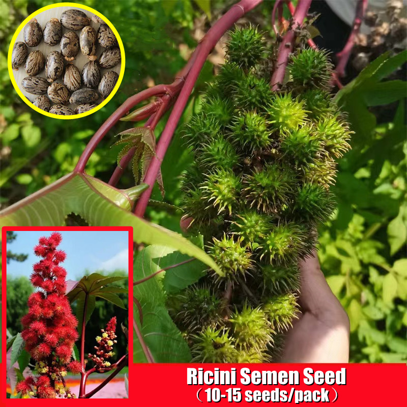 100% Fresh Original 10-15pcs Two Colors Ricini Semen Seeds for Planting ...