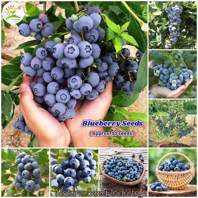 Blueberry Seeds for Planting 30pcs/pack Easy To Grow Rare Fruit Seed ...