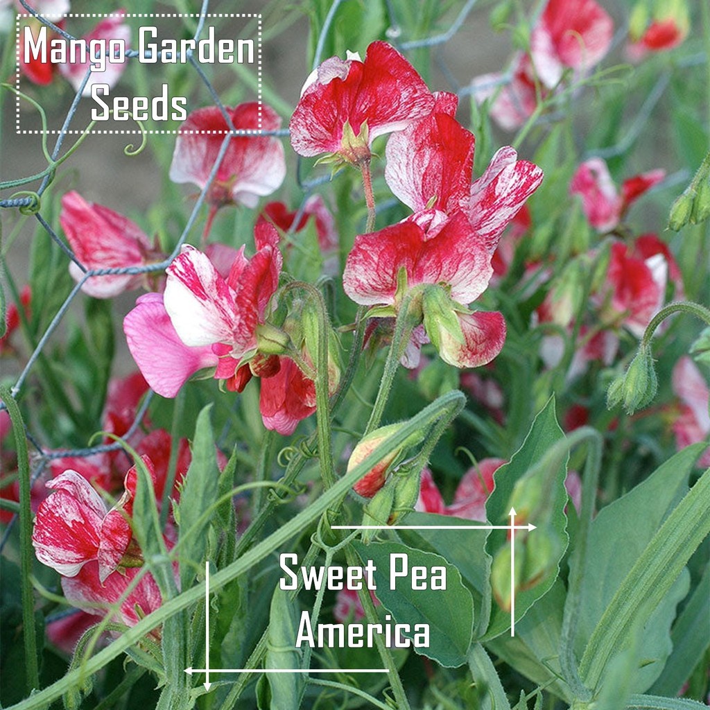 America Sweet Pea Seeds - 10 Seed *Pot Friendly* Tanam Pasu Bunga ...