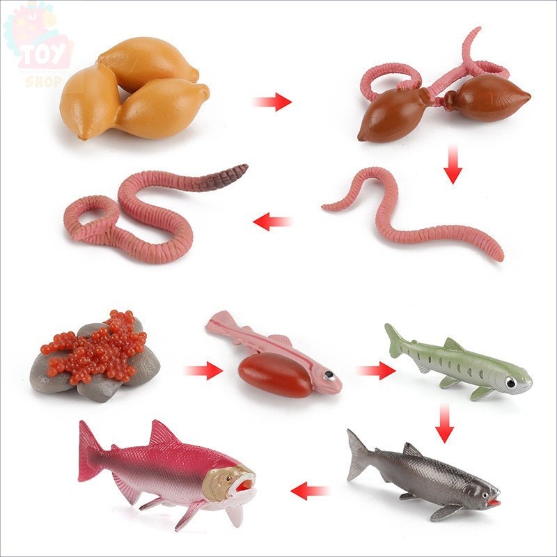 Children Science Education Cognitive Toys Early Education Animal Insect ...
