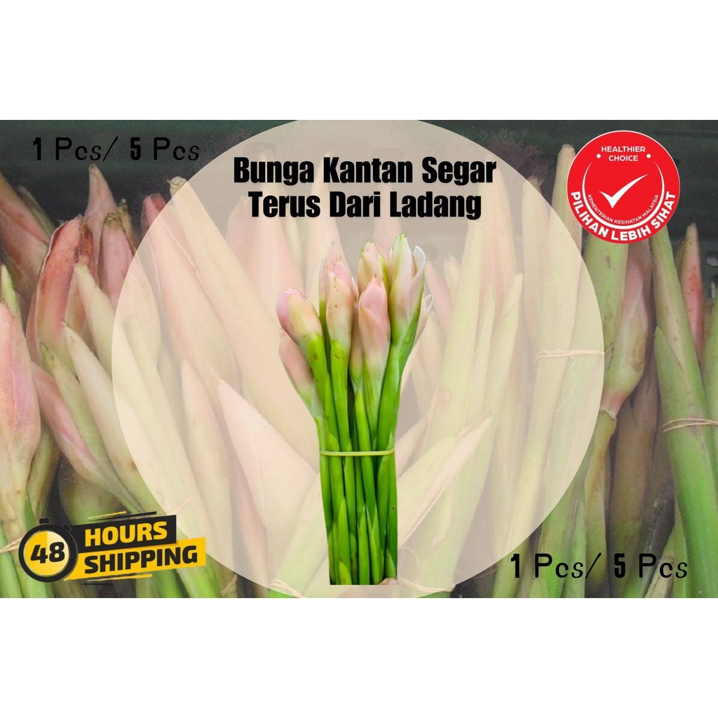 Fresh Torch Ginger Flower - Directly from Farm, Bunga Kantan / Bunga ...