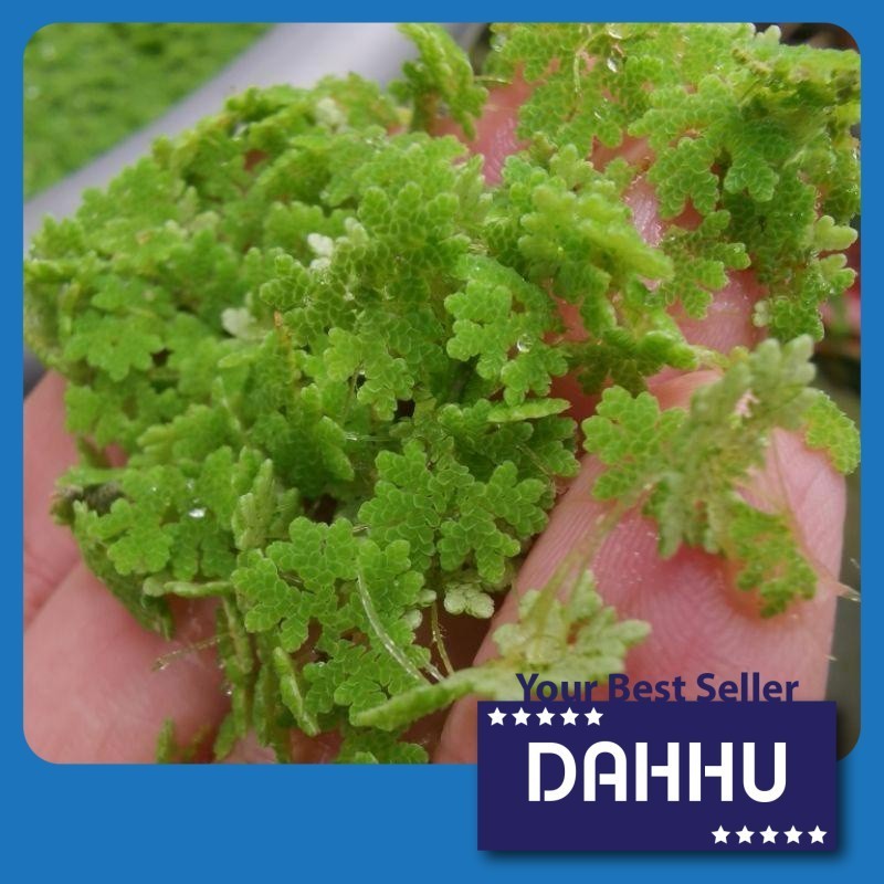 Azolla HYBRID Benih Azola microphylla microfila Mosquito Fern Aquatic ...