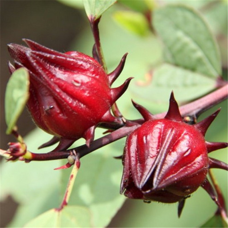 10pcs High Quality Import Seeds Roselle Hibiscus Flower/ Ribena Flower ...