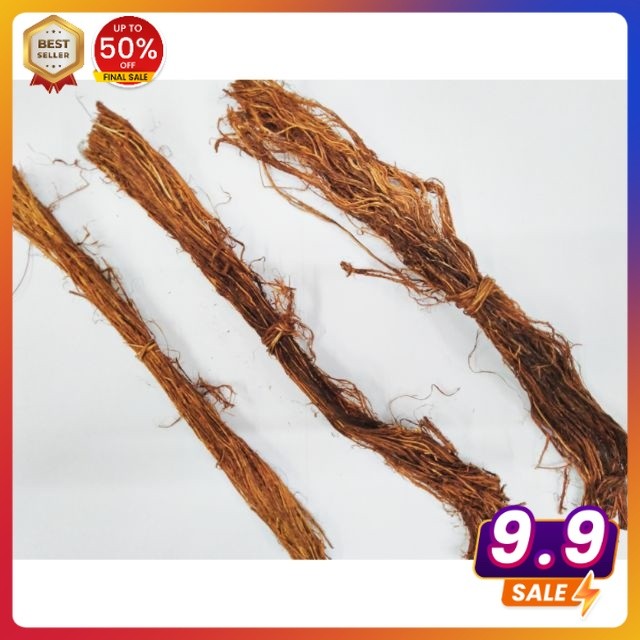 (3 Ikat) Akar Sintok / Akar Beluru / Akar Ubat / Sintok / mandian ...