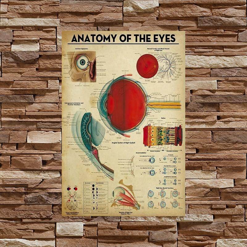 Anatomy Of The Eye Metal Signs Human Body Structure Science Guide Metal ...