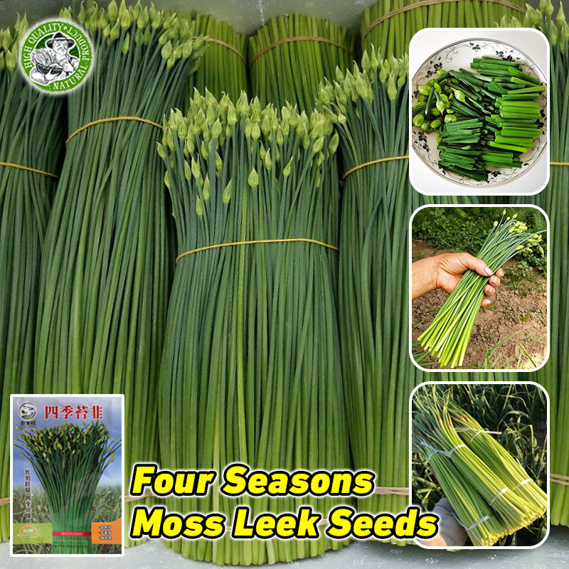 400 Seed/pack High Yield Four Seasons Leek Seeds for Planting Fresh ...