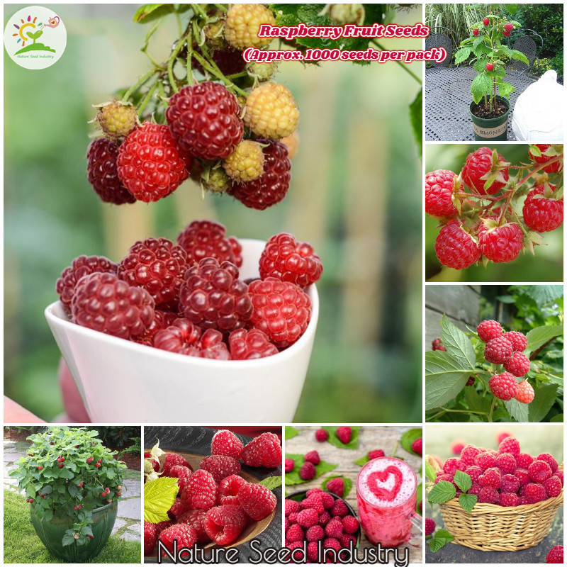 Rare Raspberry Fruit Seeds for Planting 1000pcs Suitable for Growing In ...