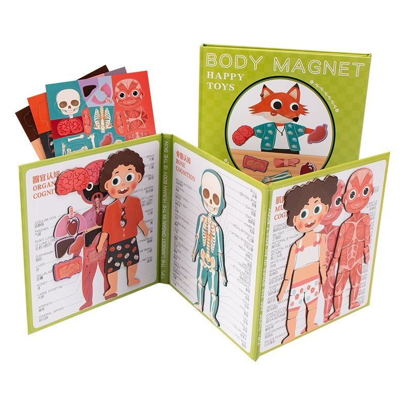 Magnetic Human Body Structure Puzzle Body Muscle Organ Assembly ...