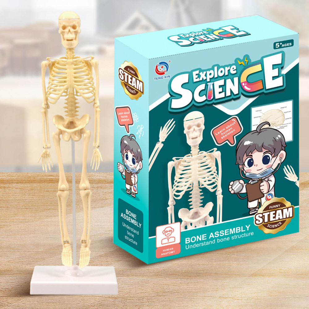 YL Anatomy Lab Human Skeleton Model, 35CM Skeleton Replica Mounted to ...