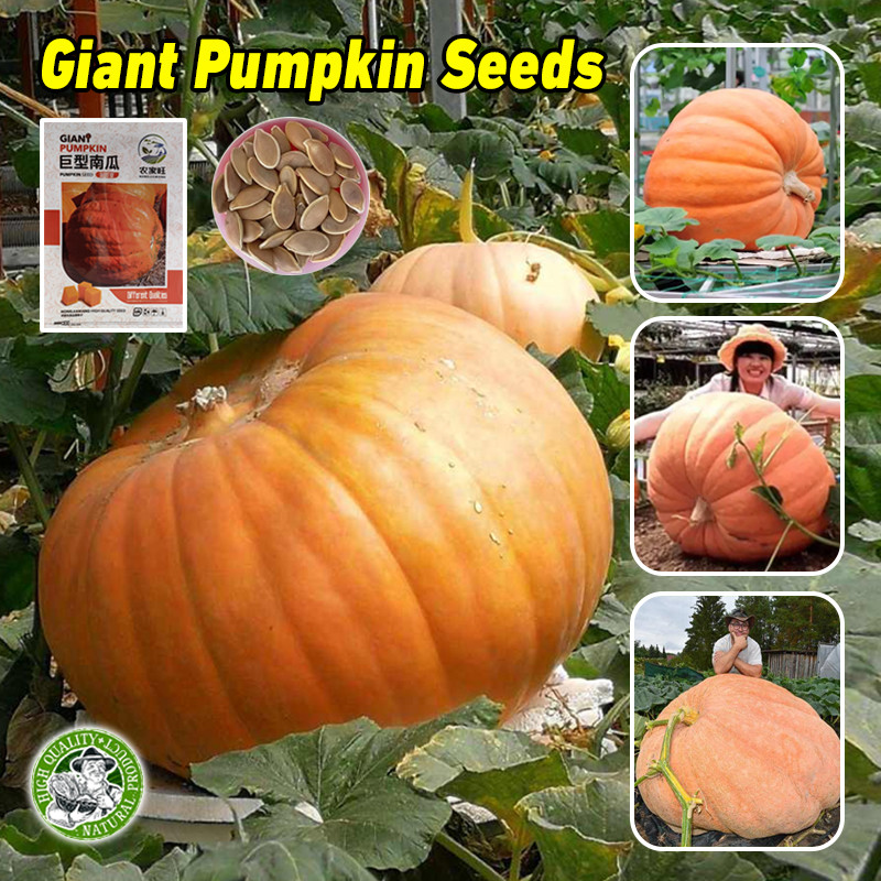 Buy Giant Pumpkin Seeds