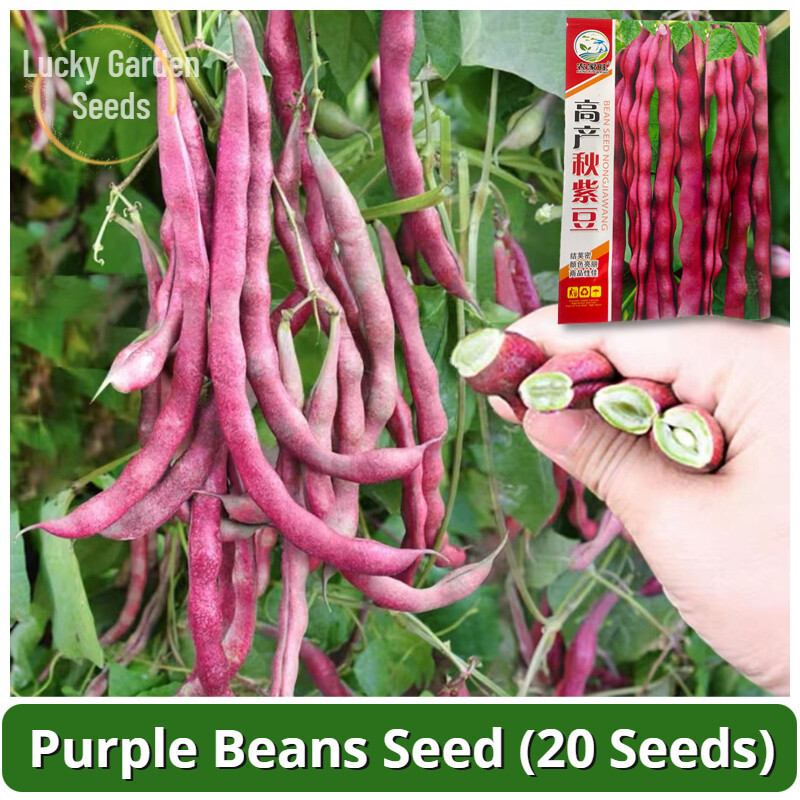 High Yield Purple Beans Seeds 20pcs Dwarf French Bean Seed Early ...