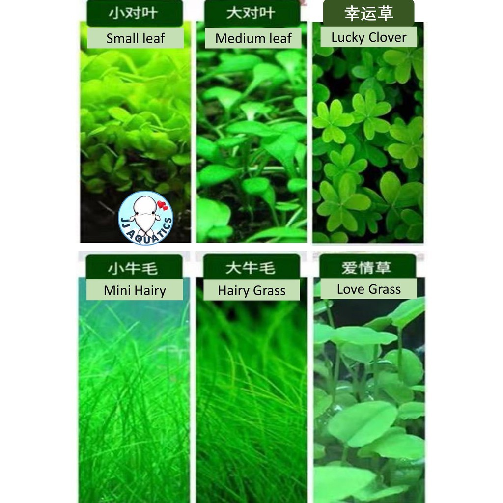 🔥Ready Stock🔥Fish Tank Aquarium 10g Plant Water Grass Seeds Fast grow ...