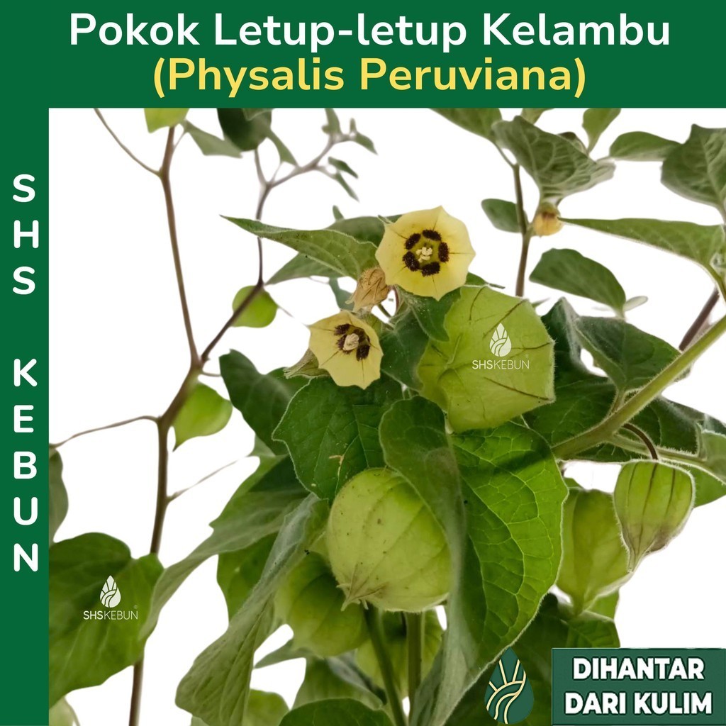Pokok Letup-letup Kelambu Gooseberry Physalis Peruviana Outdoor Pokok ...