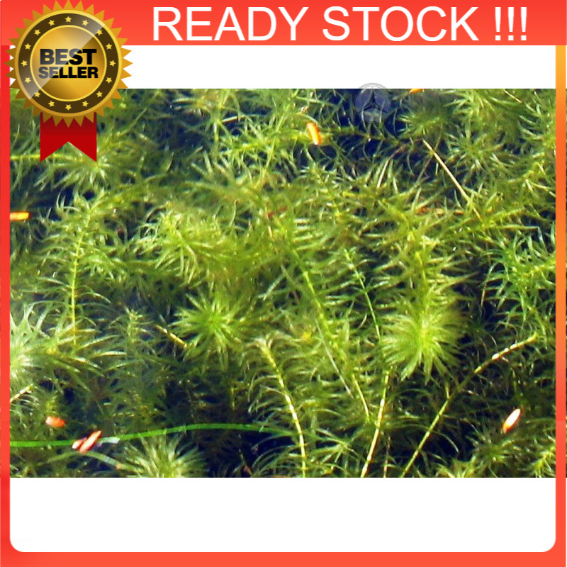 GENUINE 1PC HYDRILLA RUMPAI AIR untuk biak Ikan Laga, Guppy, Lobster ...