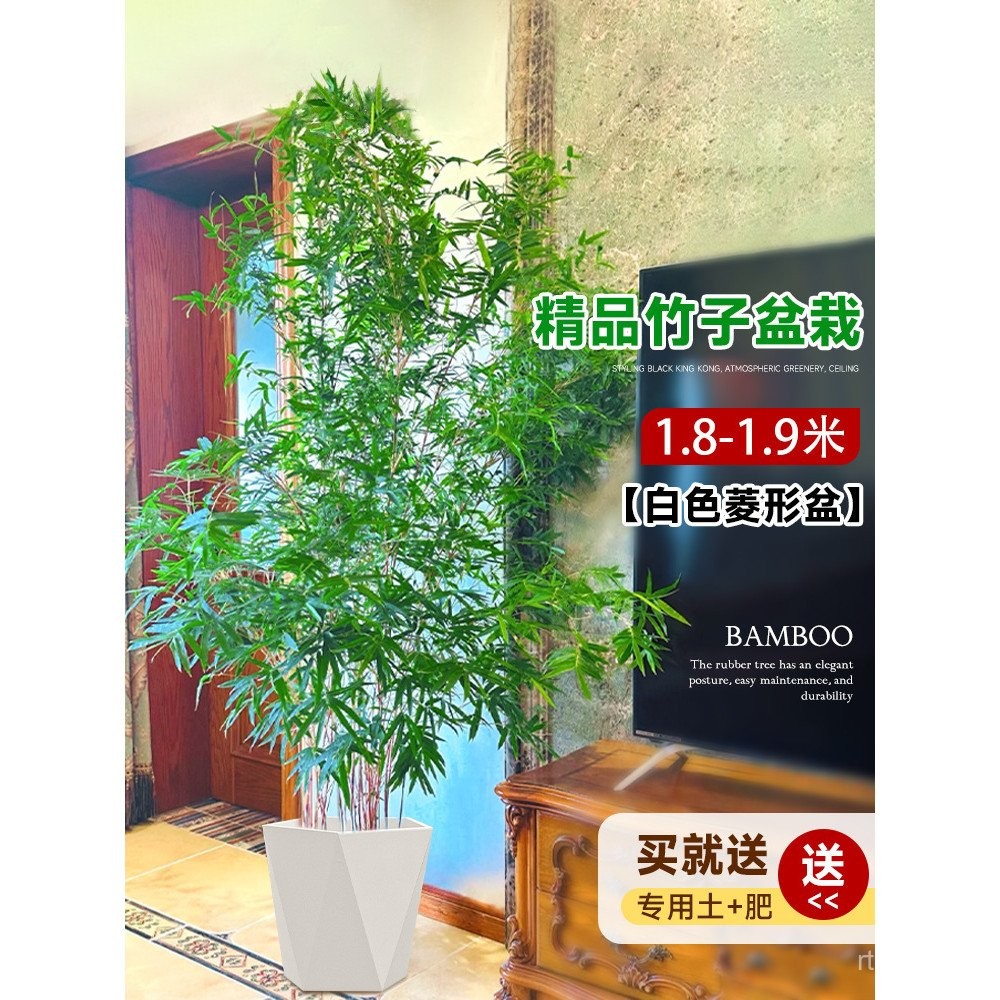 Bonsai buluh, ruang tamu dalaman, pokok sebenar, tanaman hijau besar ...