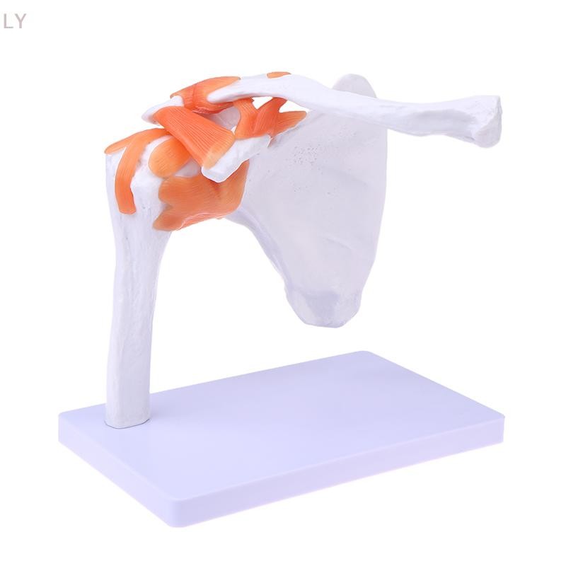 [LY] PVC Shoulder Joint Model Human Shoulder Bone Ligament Scapula ...