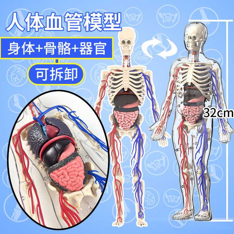 Human Body Structure Model Detachable Assembly Organ Bone 3d Body ...