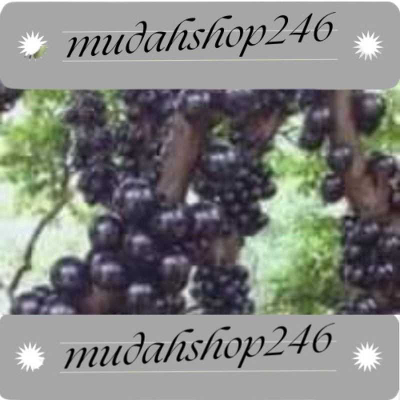Bernih 种子Jabuticaba Tree 树葡萄Pokok Anggur Brazil | Shopee Malaysia