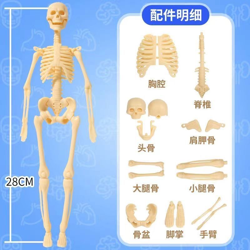 Human Body Organs Human Body Skeleton Simulation Medical Assembly Torso ...