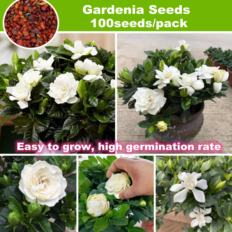 100seeds Gardenia Seeds for Sale Fragrant Flowers Seeds for Planting ...