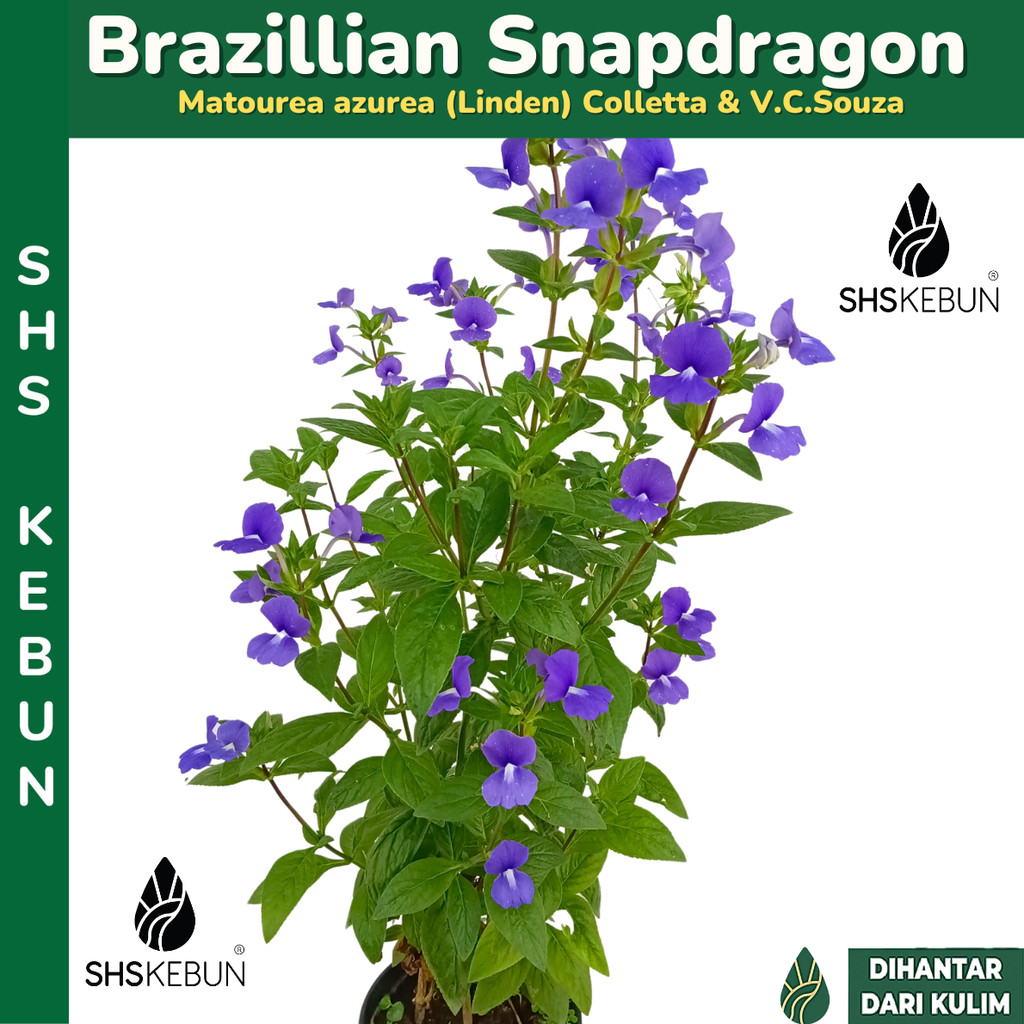 Pokok Brazil Snapdragon Pokok Bunga Purple Outdoor Plant Pokok Hidup ...