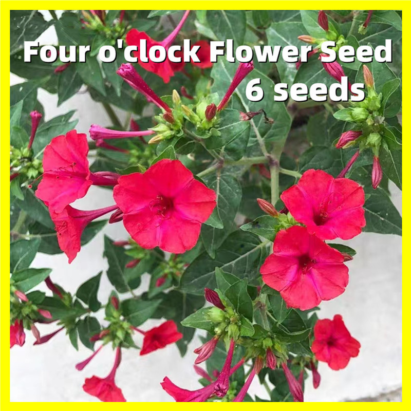 Four O'clock Flower Seeds 6pcs Bright Red Premium Flower Seeds for ...