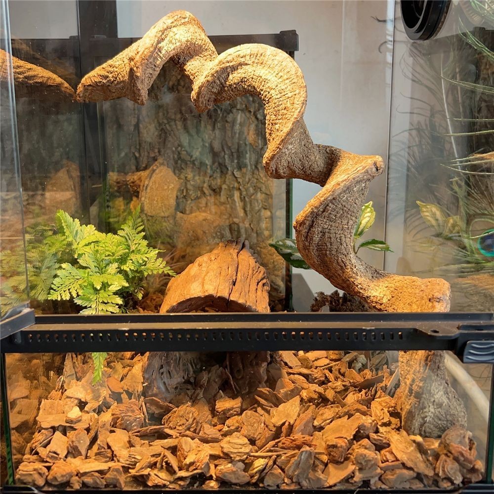 Haiwan peliharaan ketam pertapa, panjat, lanskap kayu, tanaman merambat ...