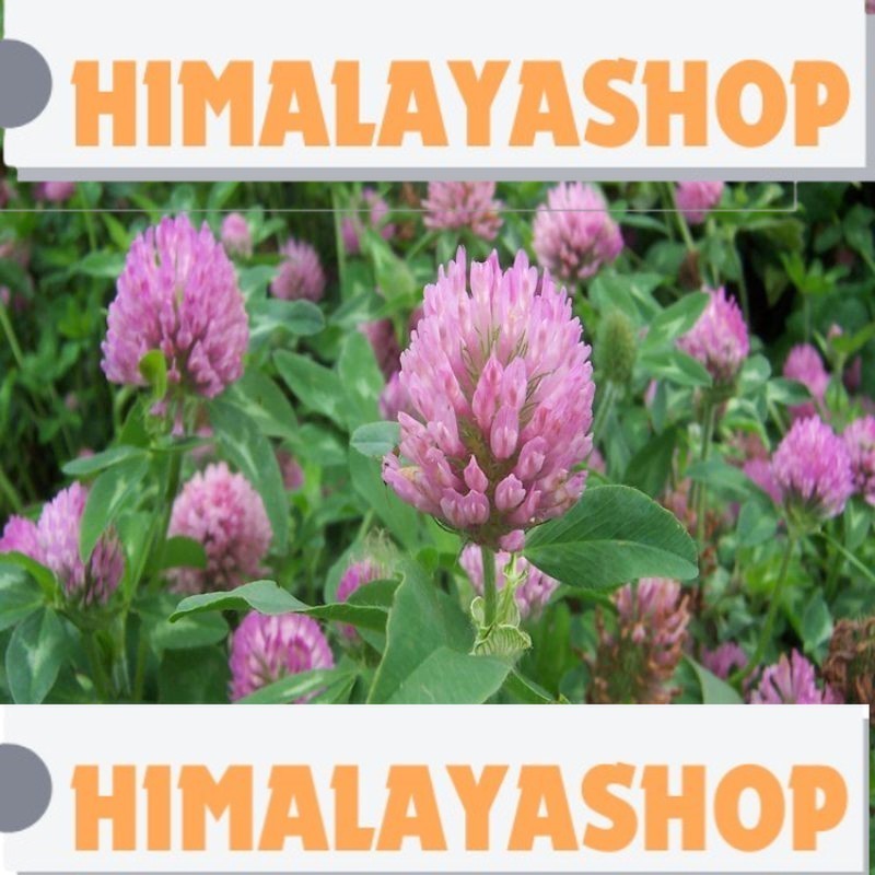 G6017 10pcs White flower clover seed red clover seed Benih semanggi ...