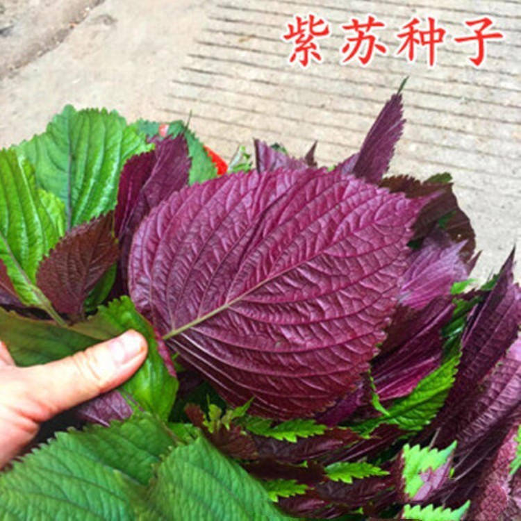 50 pcs Benih Daun Perilla Ungu / Purple Shiso Seeds / 紫苏叶子 | Shopee ...