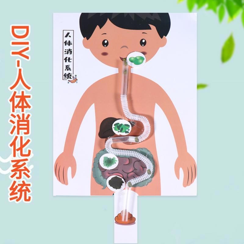 Human digestive pathway digestive pathway puzzle model Technology Small ...