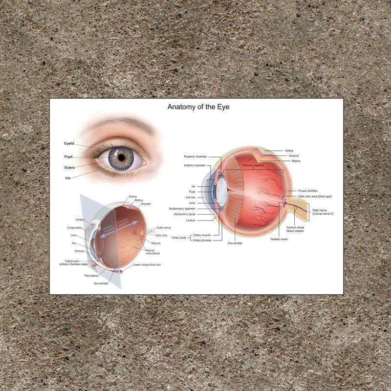 Anatomical Diagram Human Eye Anatomy Optometrist Chart Art Film Print ...