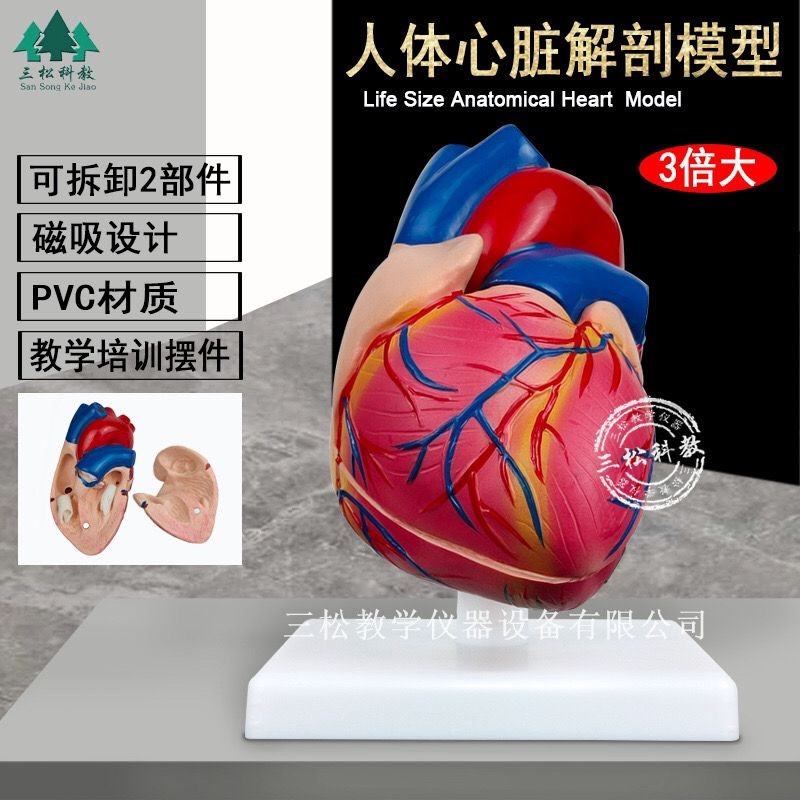 Heart anatomy model Magnified 3 times the human body 3 times Heart ...