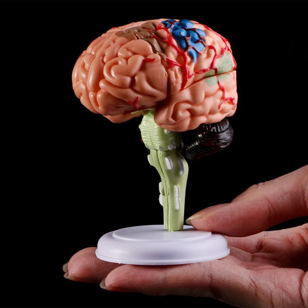 Human Anatomical Brain Model Removable Assembled Model Structure Of The ...