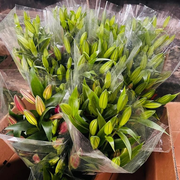 Fresh Lilly from Cameron Highlands | Shopee Malaysia
