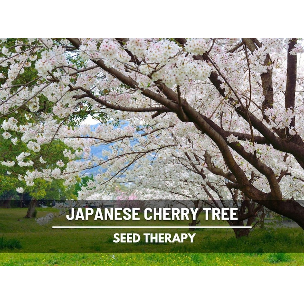 30 Japanese Flowering Cherry Tree Seeds | Yamazakura Hill Cherry, Non ...