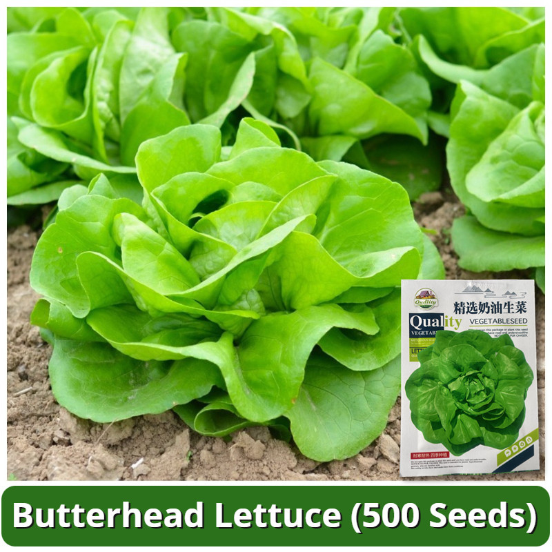 High Yield Butterhead Lettuce Seed 500pcs Biji Benih Salad Vegetable ...