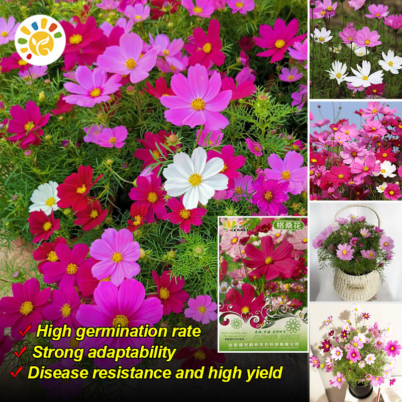 100% Fresh Original Dwarf Cosmos Flower Seeds 20pcs Rare Mixed Color ...
