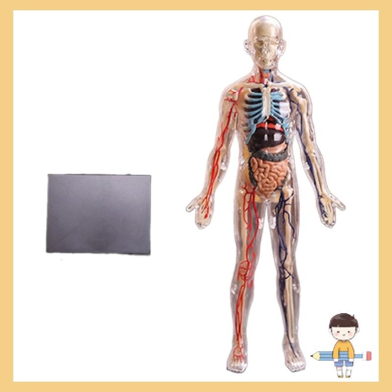 SA Human Anatomy Model with Removable Organs and Body Parts for Medical ...