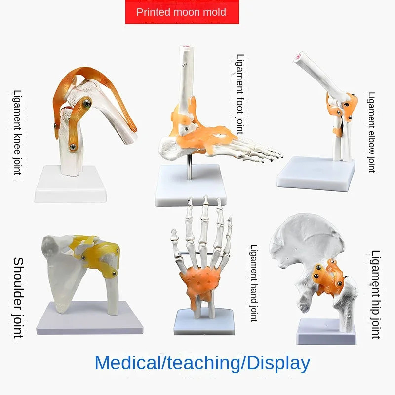 Knee Model with Ligament Human Body Bone Teaching Practice Medical ...