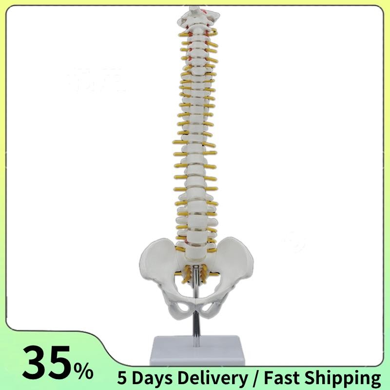 45CM Human Spine with Pelvic Model Human Anatomical Anatomy Spine Model ...
