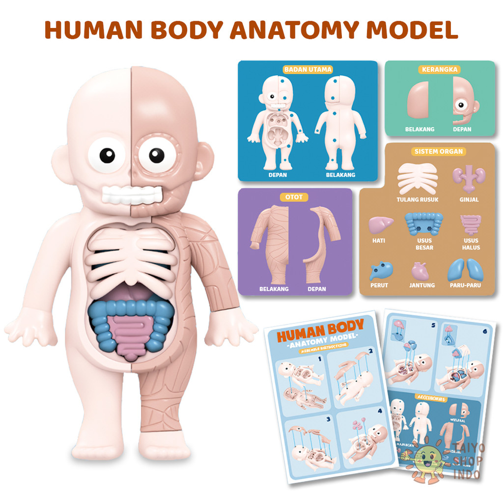 Taiyo Human Body Anatomy Montessori Model 3D Puzzle Human Body ...