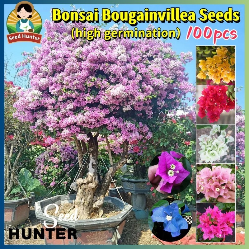 100 Seed Mixed Dwarf Bougainvillea Seeds Flower Seeds For Gardening