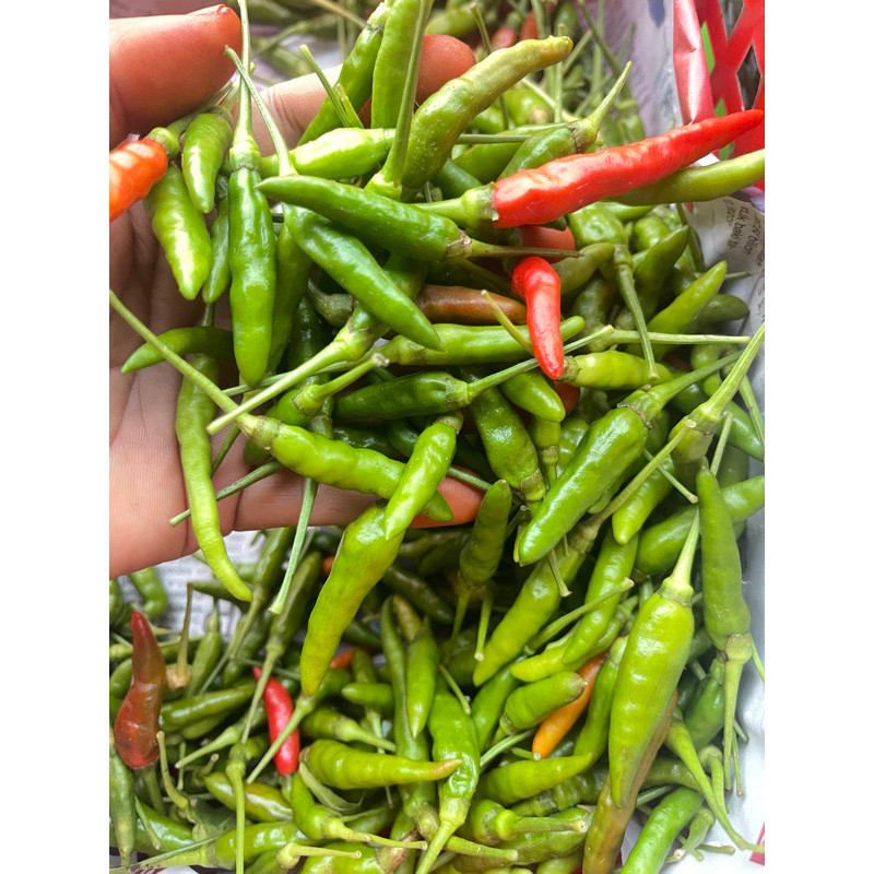 cili api kampung/lada kampung pedas | Shopee Malaysia