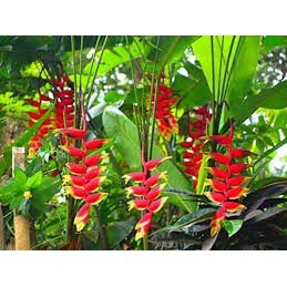 Heliconia rostrata/sepit ketam /sepit udang [Real Plant/Live Plant ...
