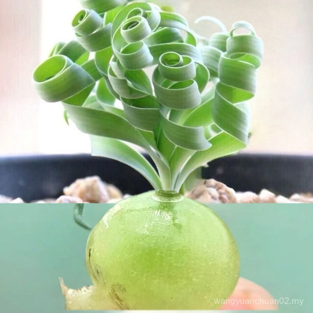 Sg Succulents Spring Grass Wide Leaf Spiral Grass Ball Root Block Root ...