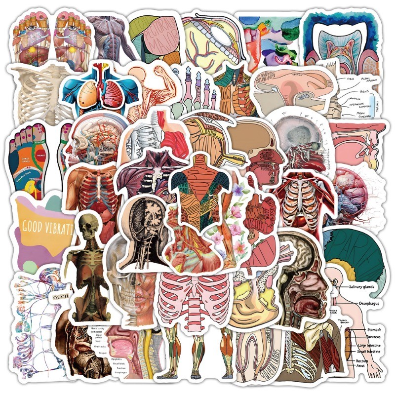 50Pcs/Set Anatomy of Human Organs Stickers Waterproof Stickers Decal ...