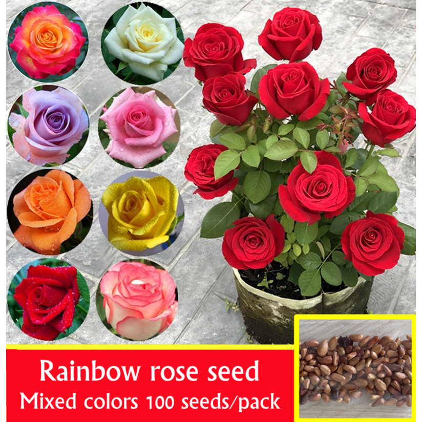 100pcs Rainbow Rose Seeds for Sale Assorted Flower Seeds for Planting ...