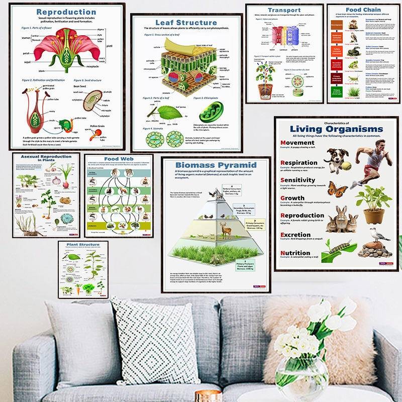 Transport in Plants Canvas Poster, Science Biology, Middle School, High ...