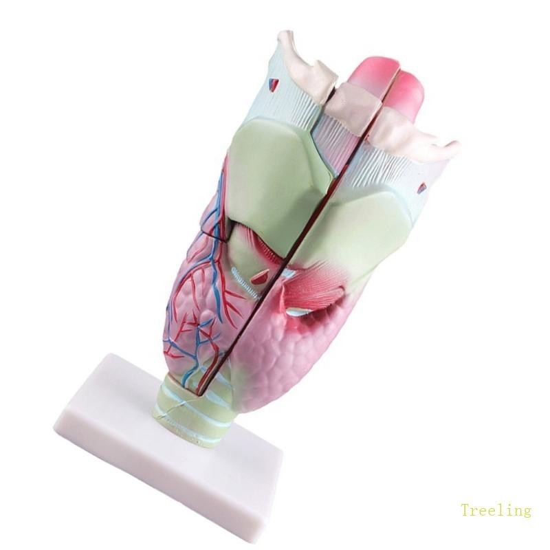 Treeling Human Larynx Model Human Organs Teaching Tool Human Larynx ...