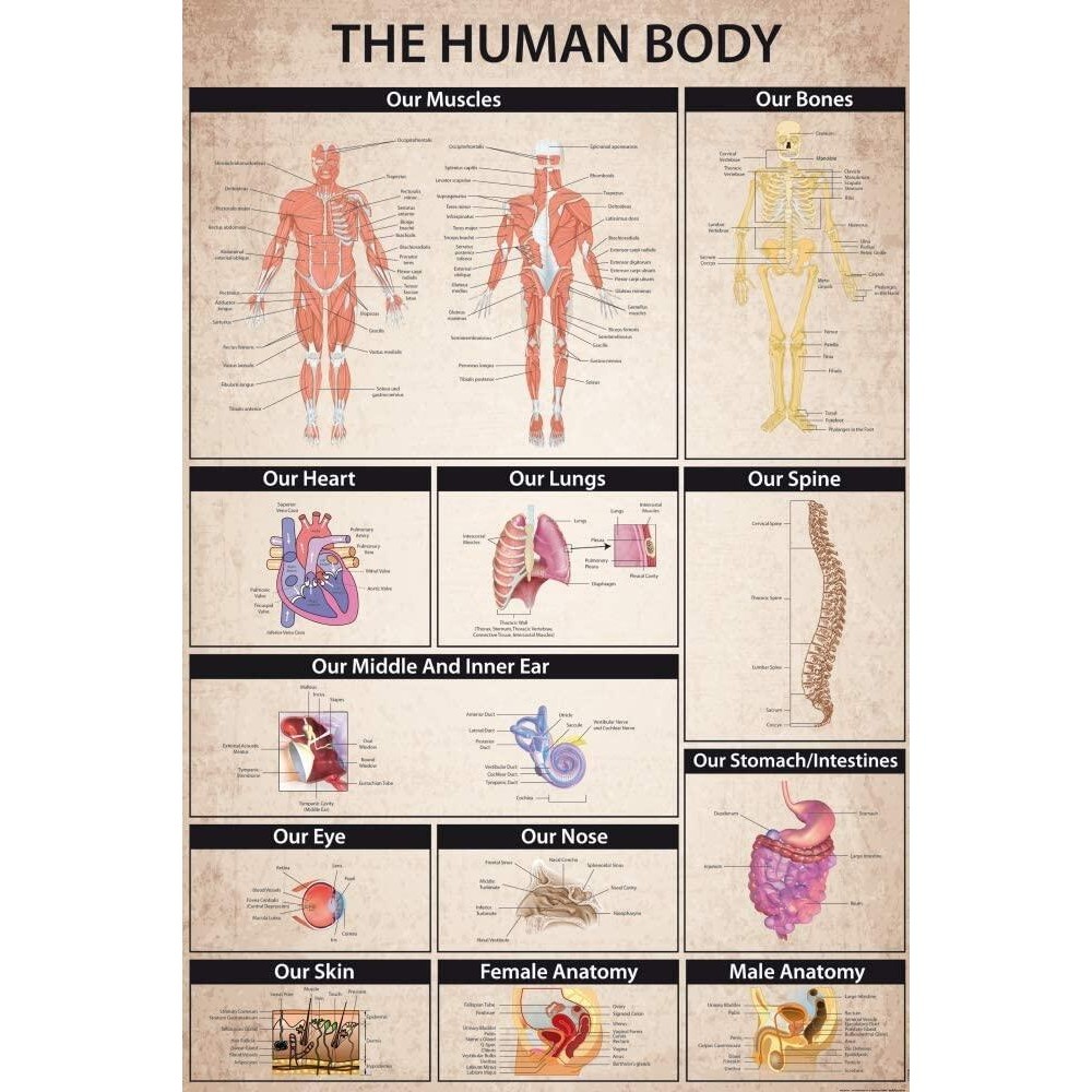 The Human Body Xxl Poster Anatomy Muscles Bones Organs | Shopee Malaysia